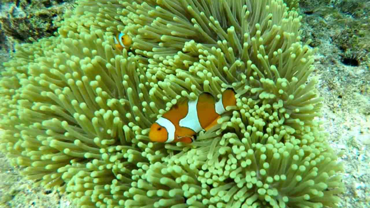 Passeio Similan Islands saindo de Phuket, Tailândia | Tailandiando ...